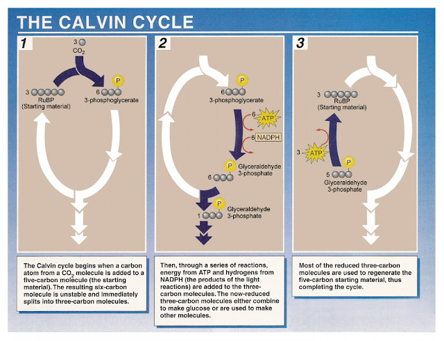 Class XI Biology: Dark Reactions- C3 and C4 cycle, kranz Anatomy