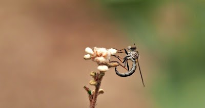 why do people hate insects?