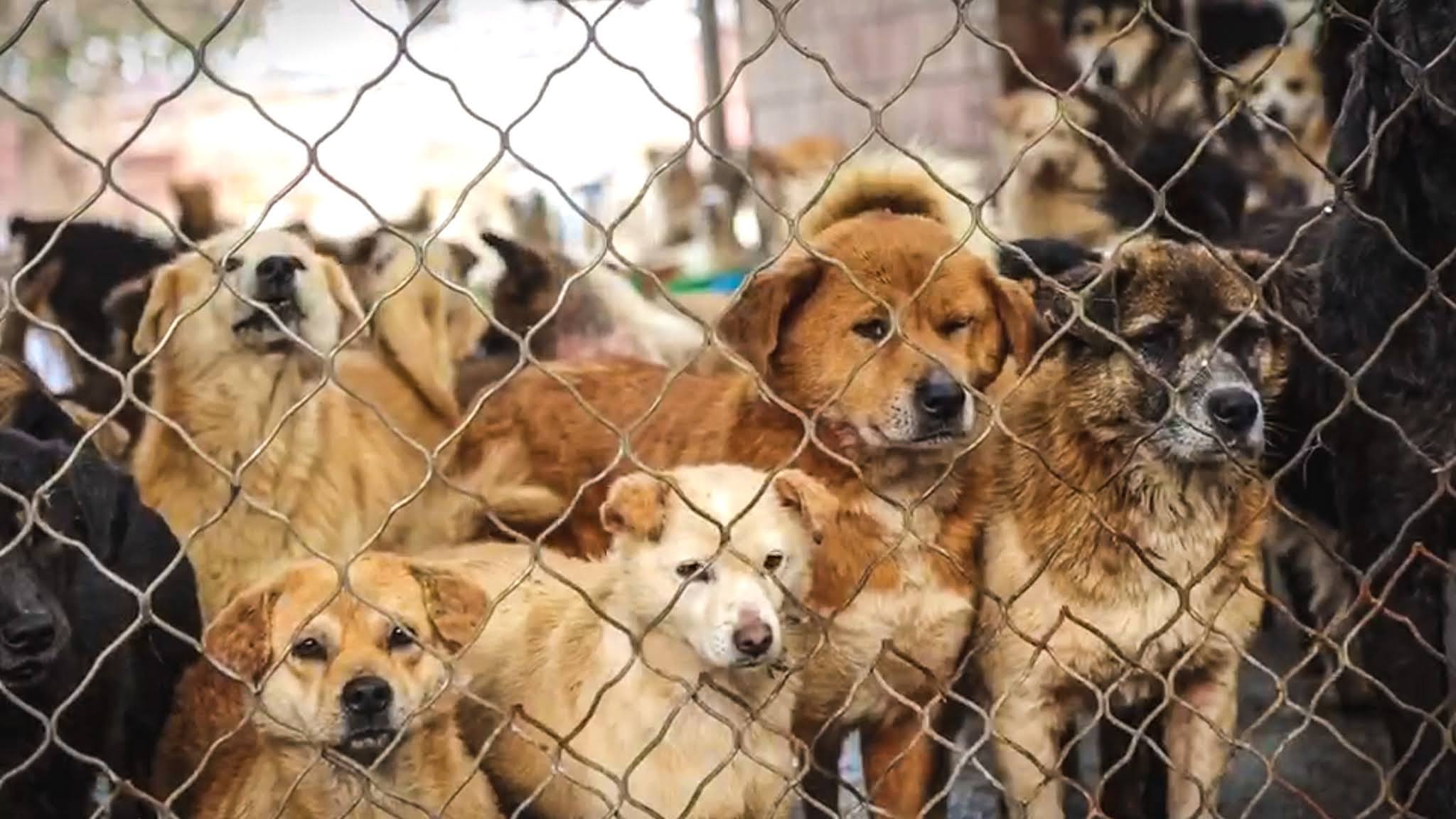 Over 200 Dogs From China Saved From Slaughterhouses, Dog Meat-Trade ...