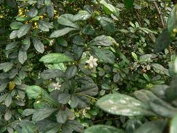 Herbal Medicine in the Philippines: Tsaang Gubat