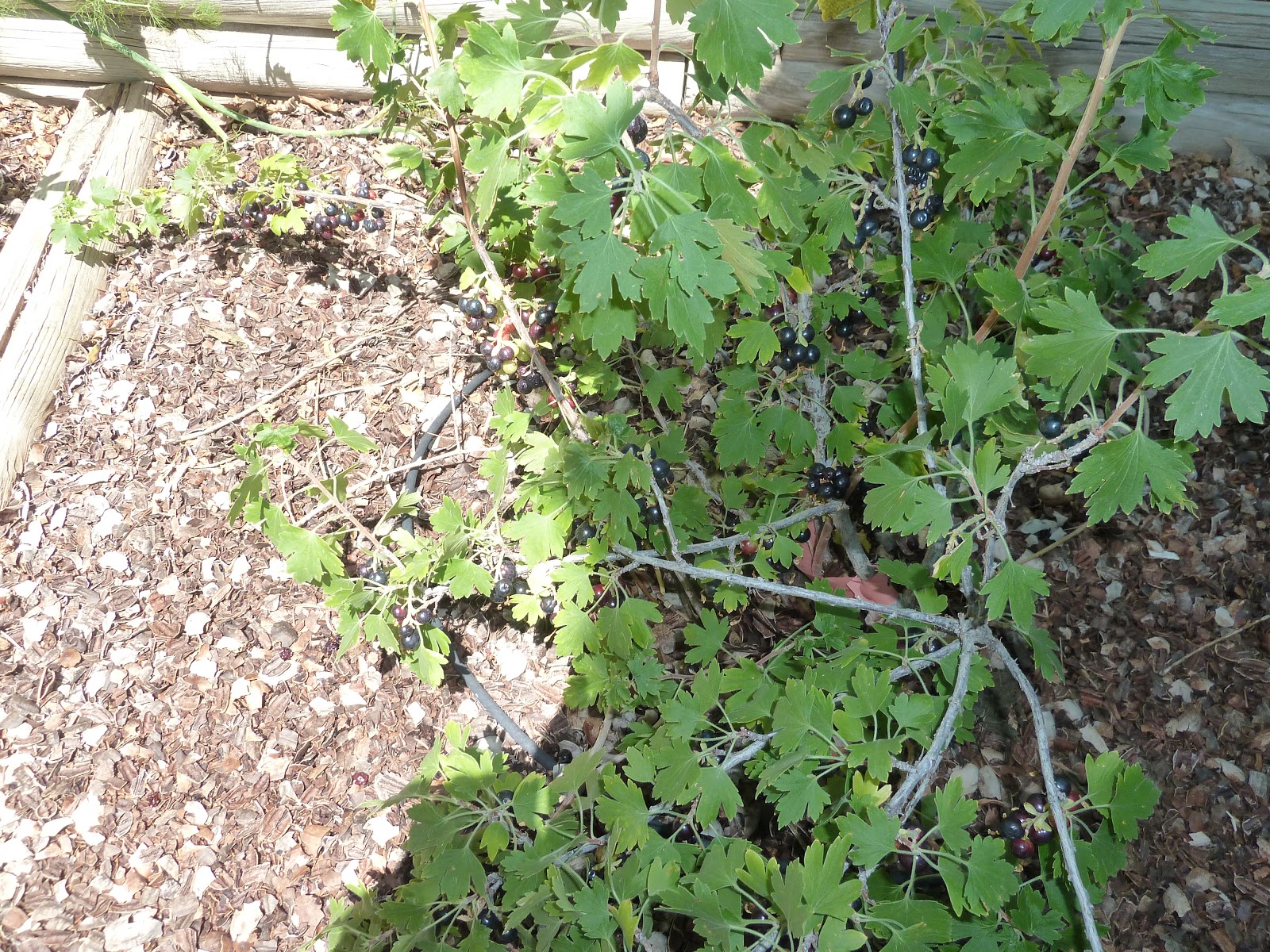 Ribes Odoratum Crandall