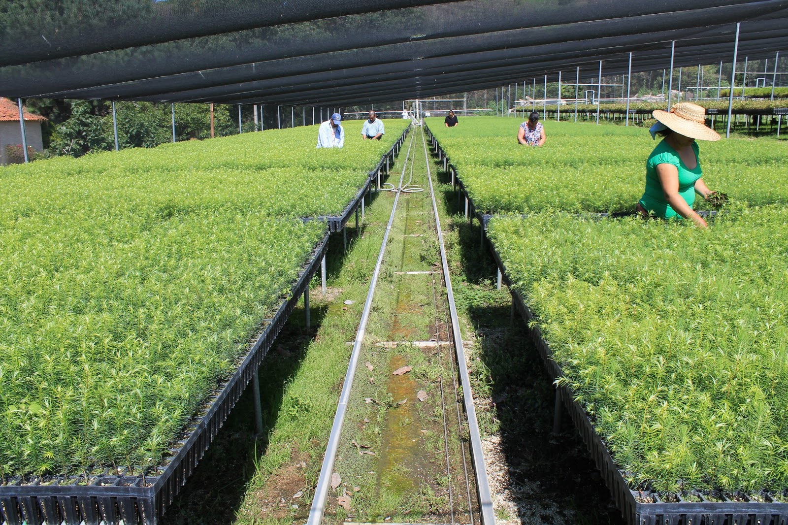 DESARROLLO SUSTENTABLE : LISTA LA PRODUCCIÓN DE PLANTA EN LOS VIVEROS ...