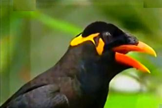 Fakta Unik Burung Beo | Burung Gue