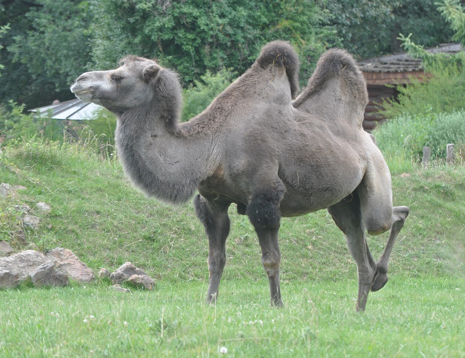 ZOOTOGRAFIANDO (6.100 ANIMALS): CAMELLO / BACTRIAN CAMEL (Camelus ...