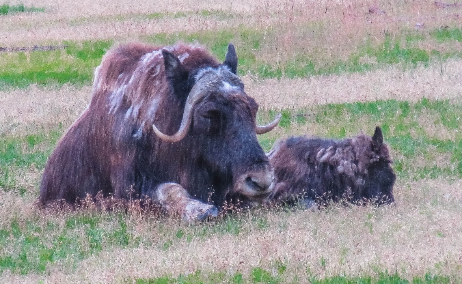 Cannundrums: Musk Ox