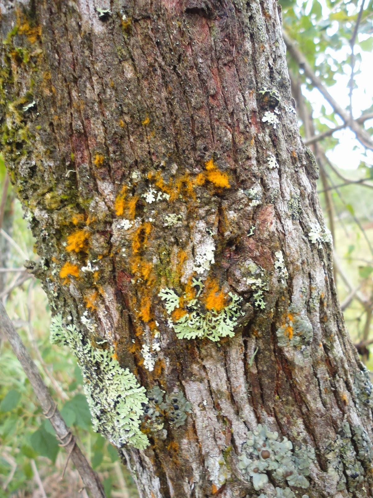 As random as my life can get. :*: Lichens= Mysterious