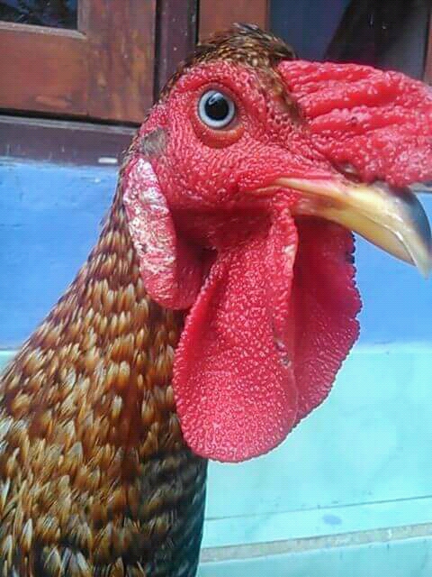 Manfaat memotong jangger ayam jago - IDNFARMERS