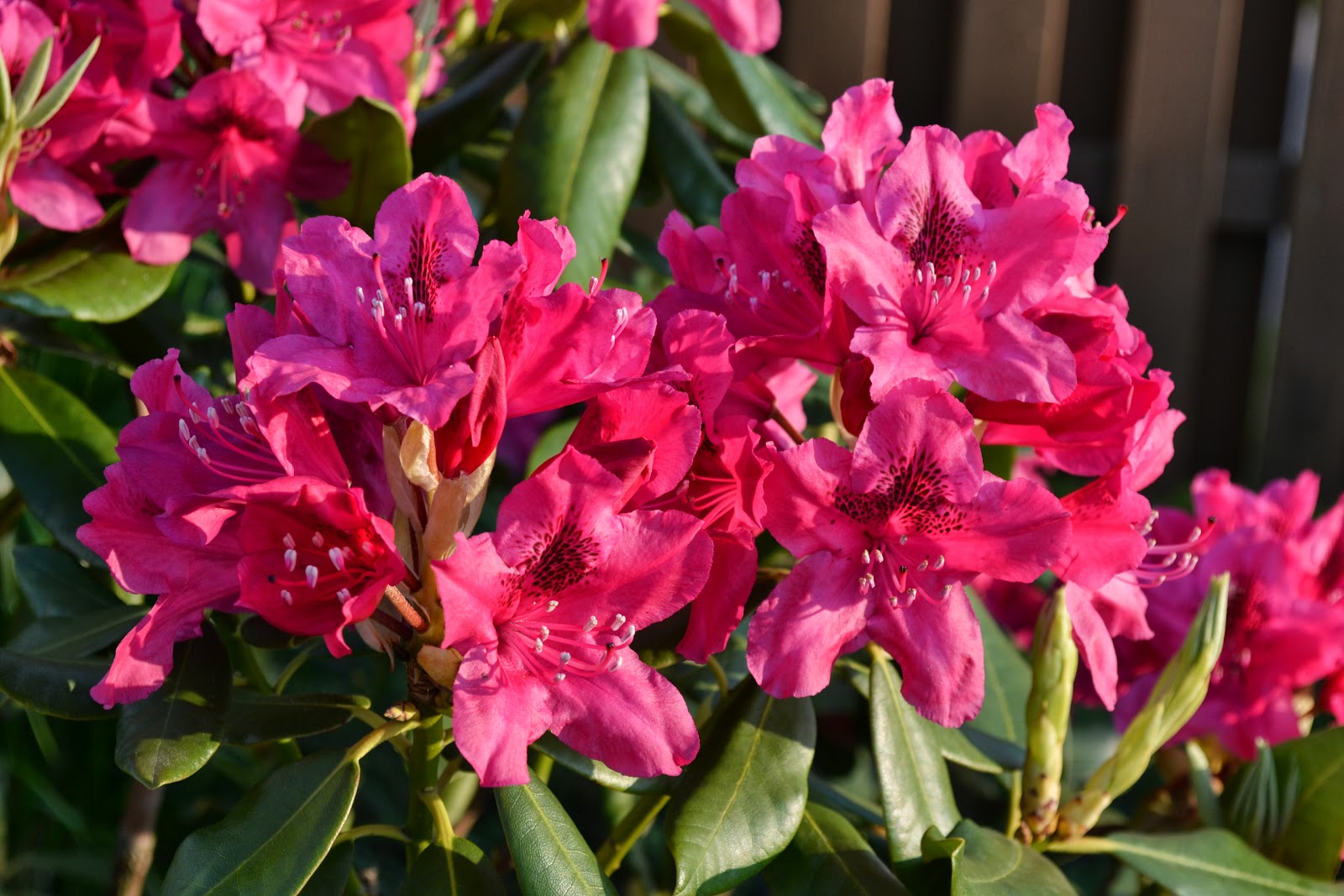 Rododendrai | Aplinkos projektas