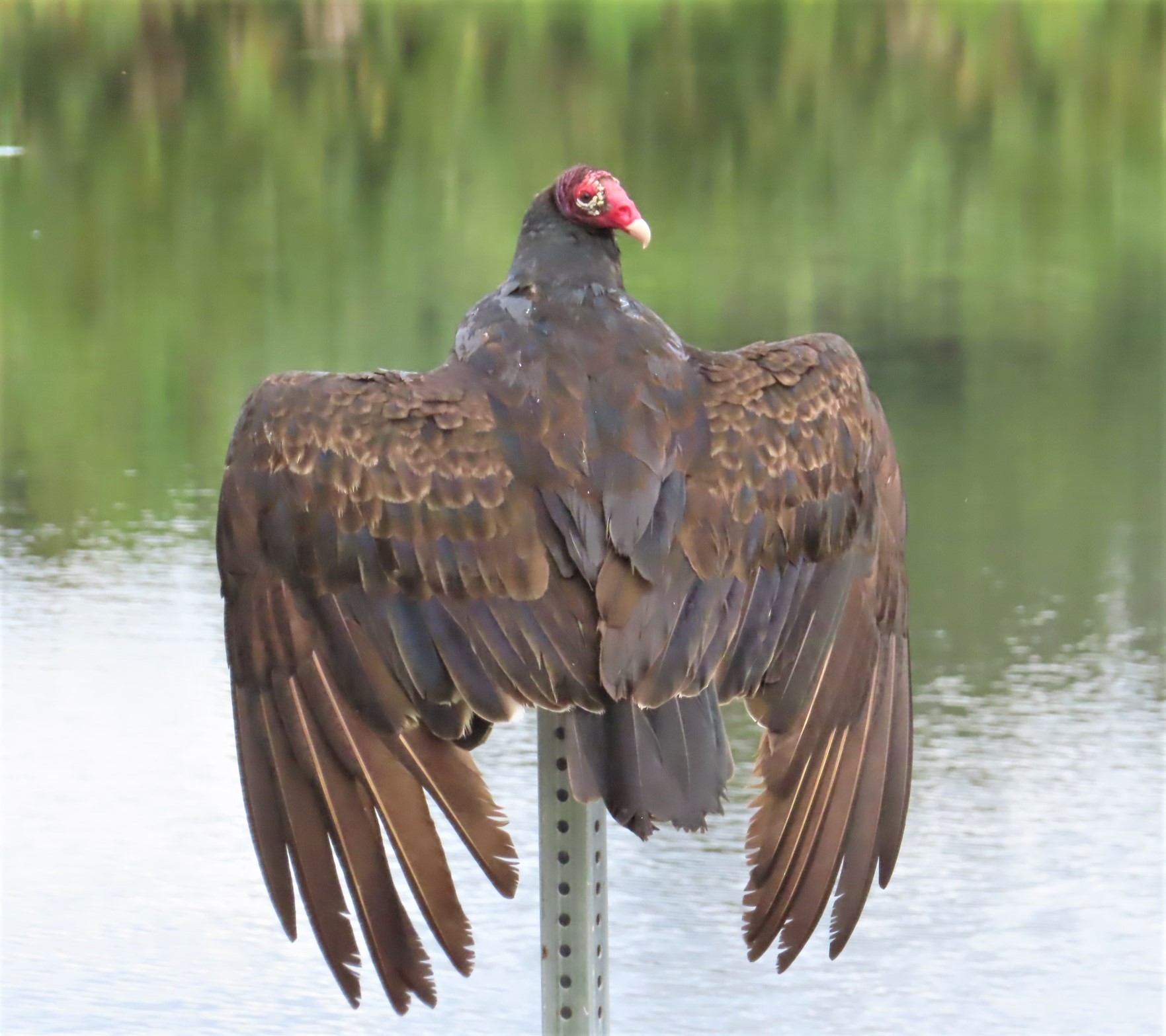 Angels for You: Turkey Vulture - An Angel Message of Rebirth