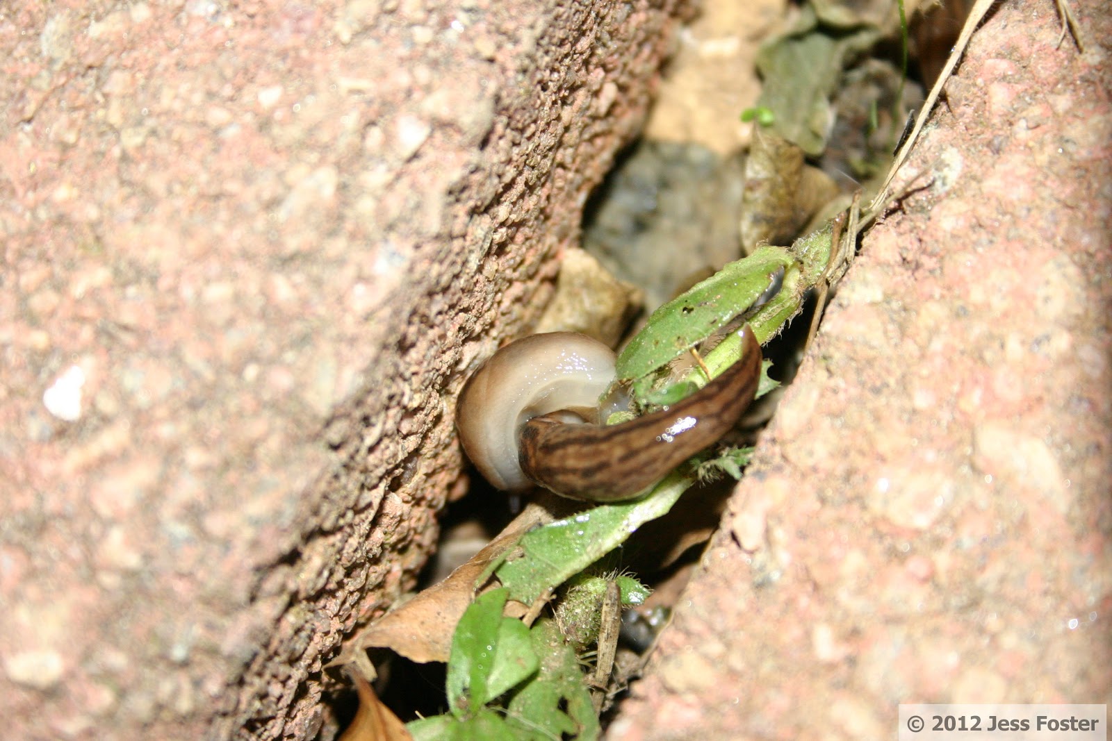 Sluggin' Along: Mating Slugs: Courtship - Type D