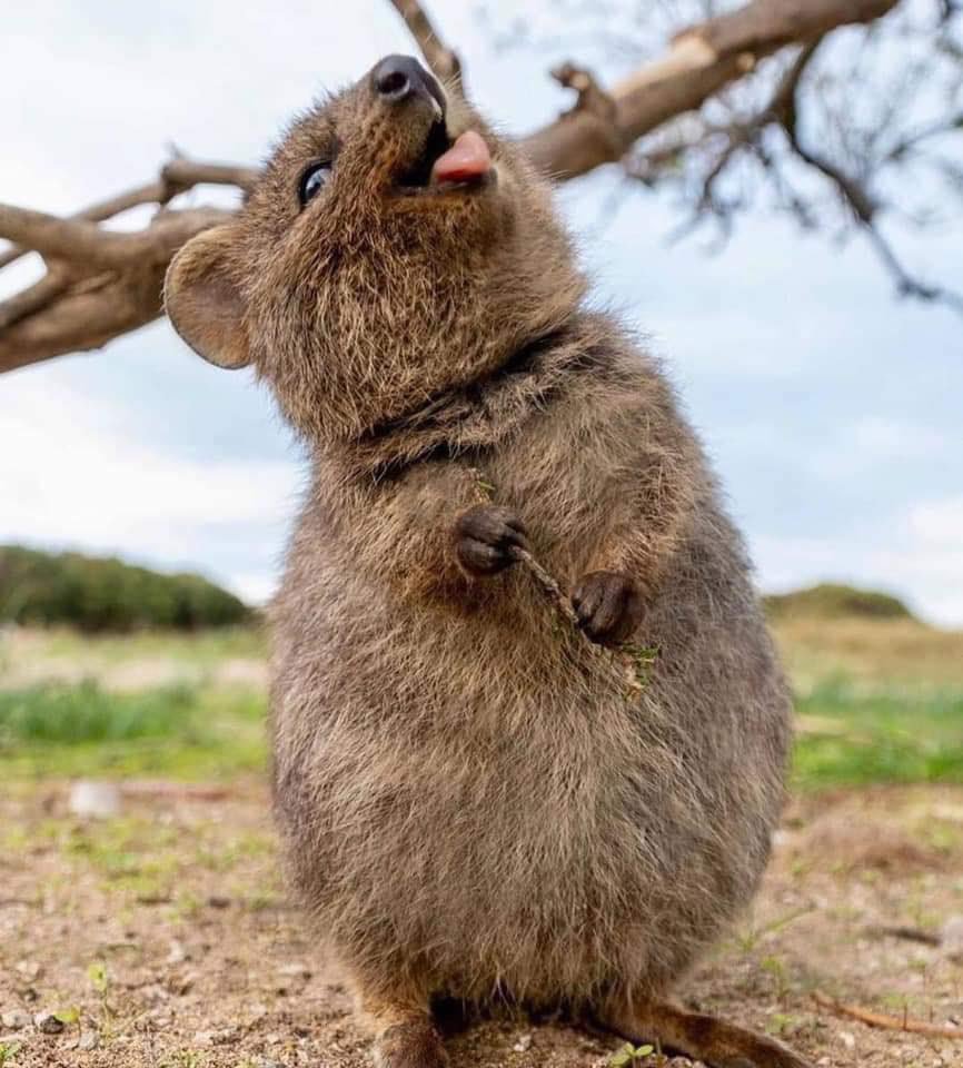 ANIMALS TIME : The 10 cutest quokkas pics (las 10 fotos más tiernas de ...