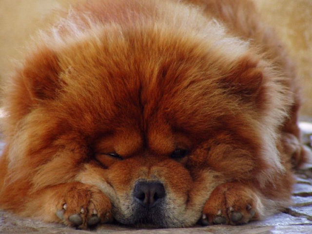 qpapp: [강아지종류] 중국사자개로 유명한 차우차우! [Dog kind] Chow Chow is Famous Chinese ...