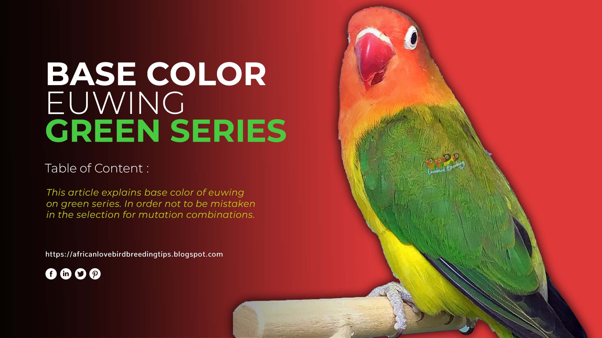 Lovebird Breeding Tips And Mutations Guide
