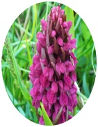 Jammu and Kashmir Medicinal Plants Introduction Centre: Salam panja root