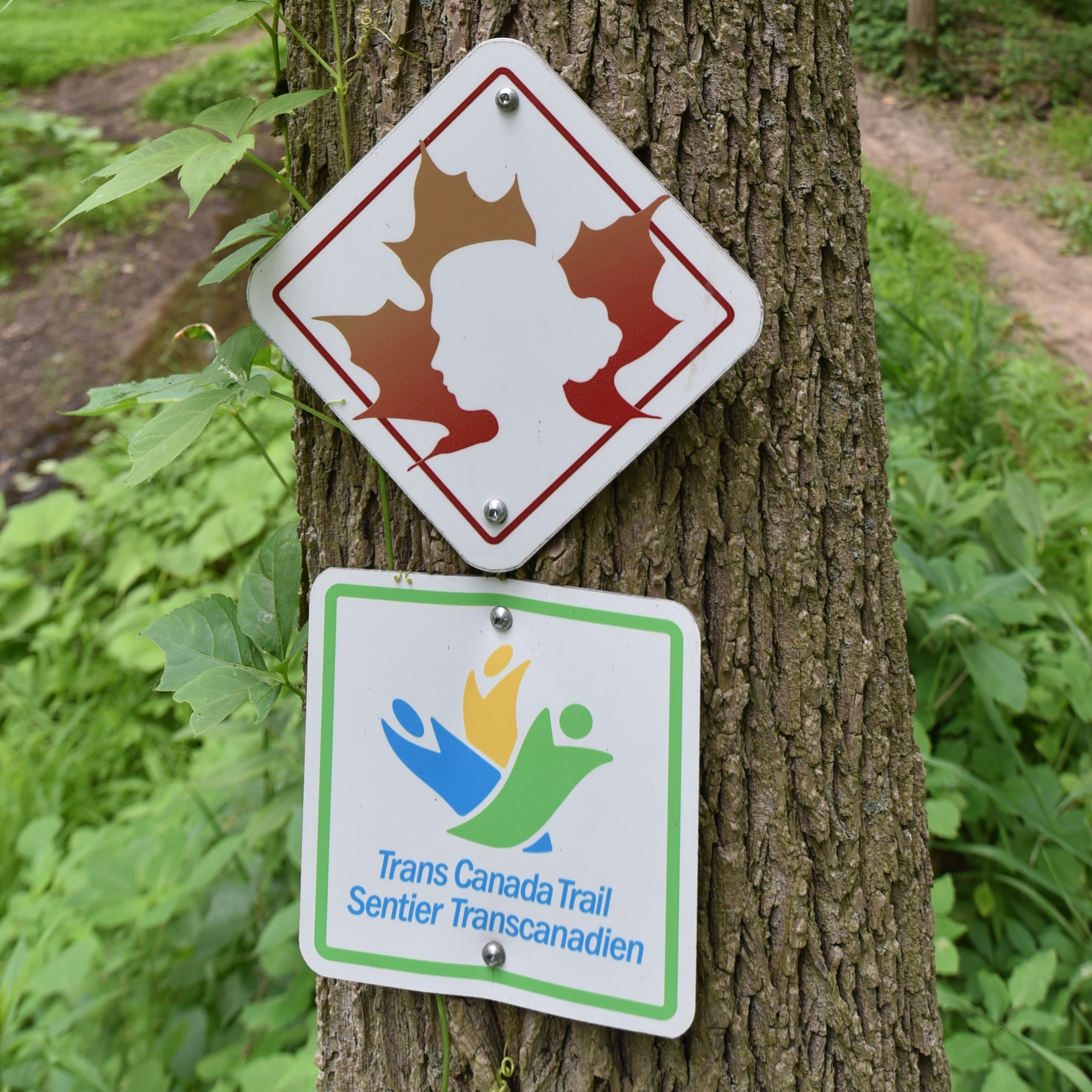 Niagara from the Trail : Wonders and History