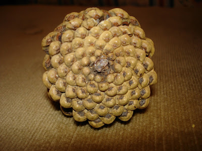 The Mathematical Tourist: Pine Cone Scales
