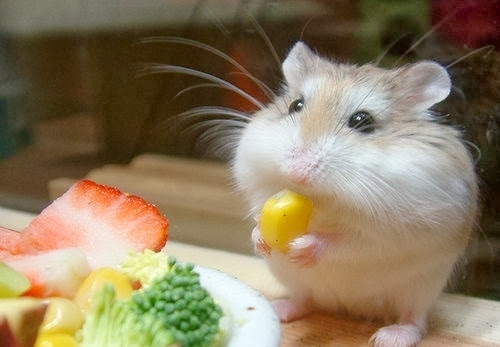 Vida de Hamster: Alimentação Saudável = VIVER POR MAIS TEMPO