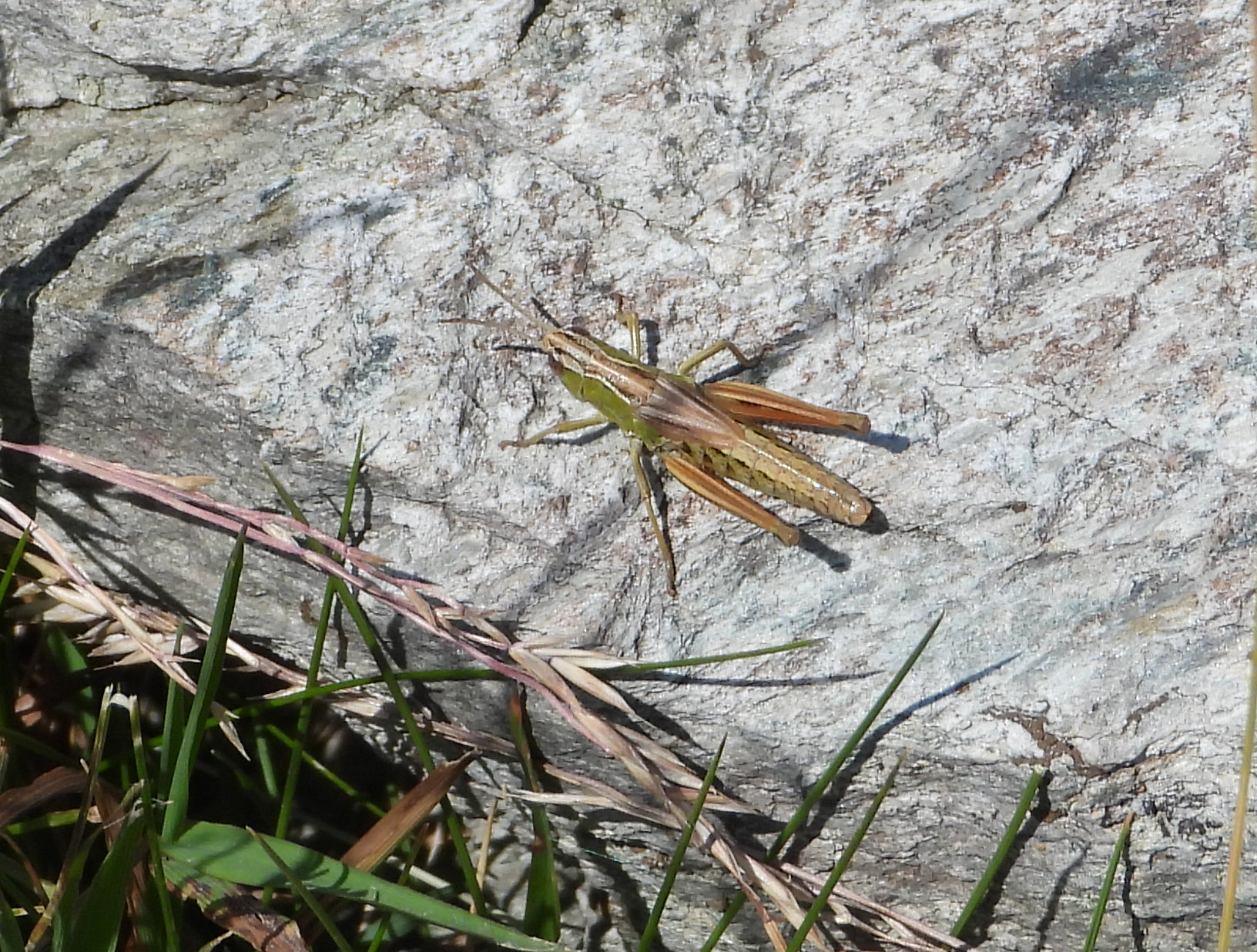 PASARI DIN ROMANIA: INSECTE (1 bis) - continuare