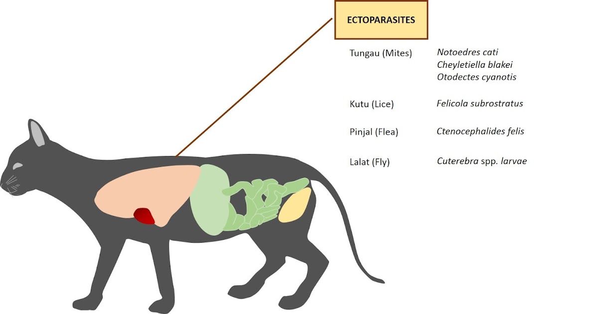 EKTOPARASIT PADA KUCING