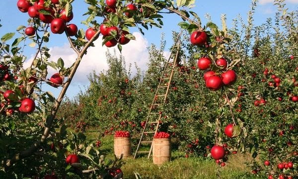 Where to get Wambugu apples and how to grow them