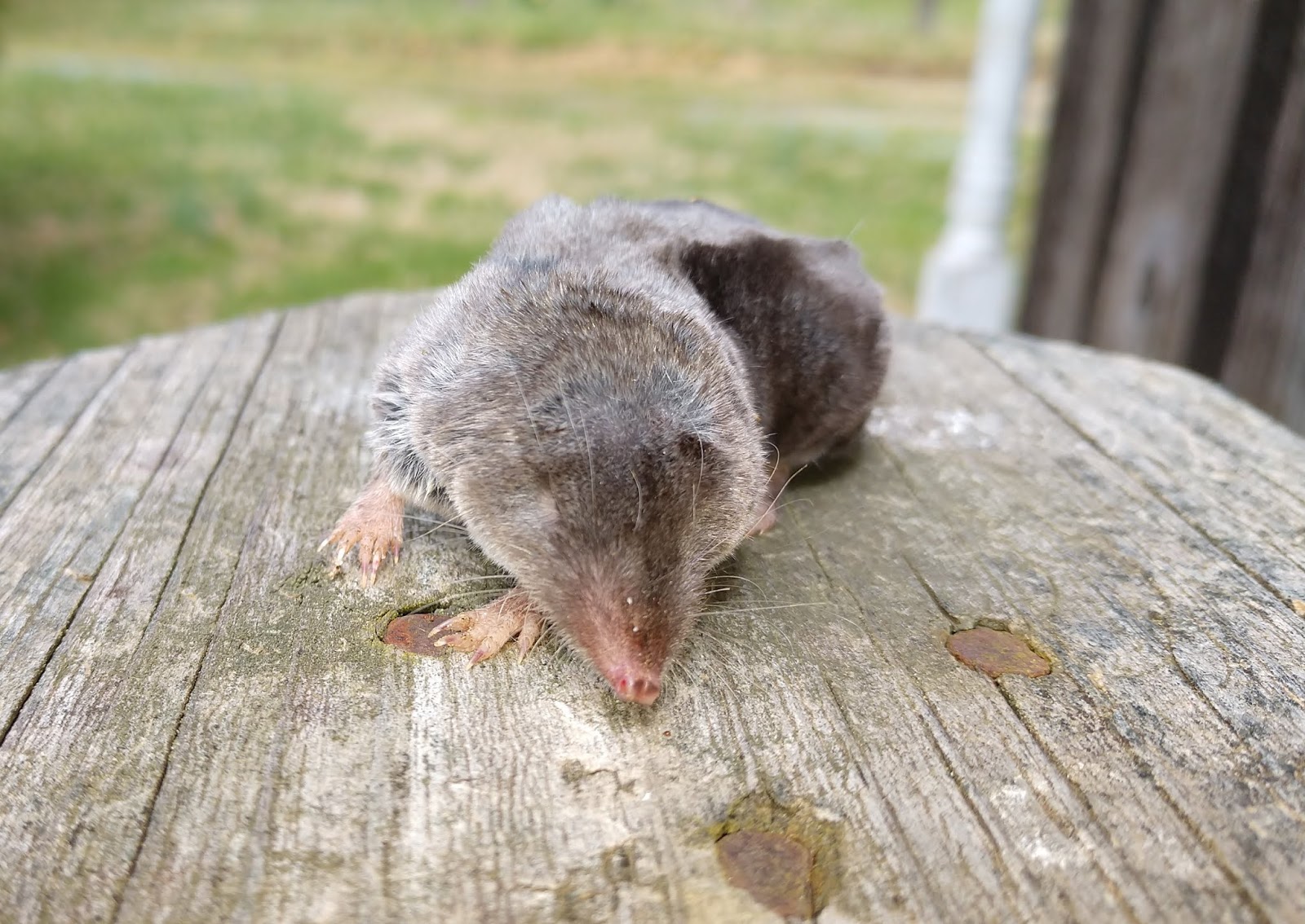 Blue Ridge Foothills & Lakes Virginia Master Naturalists: Vole…Mole…or ...
