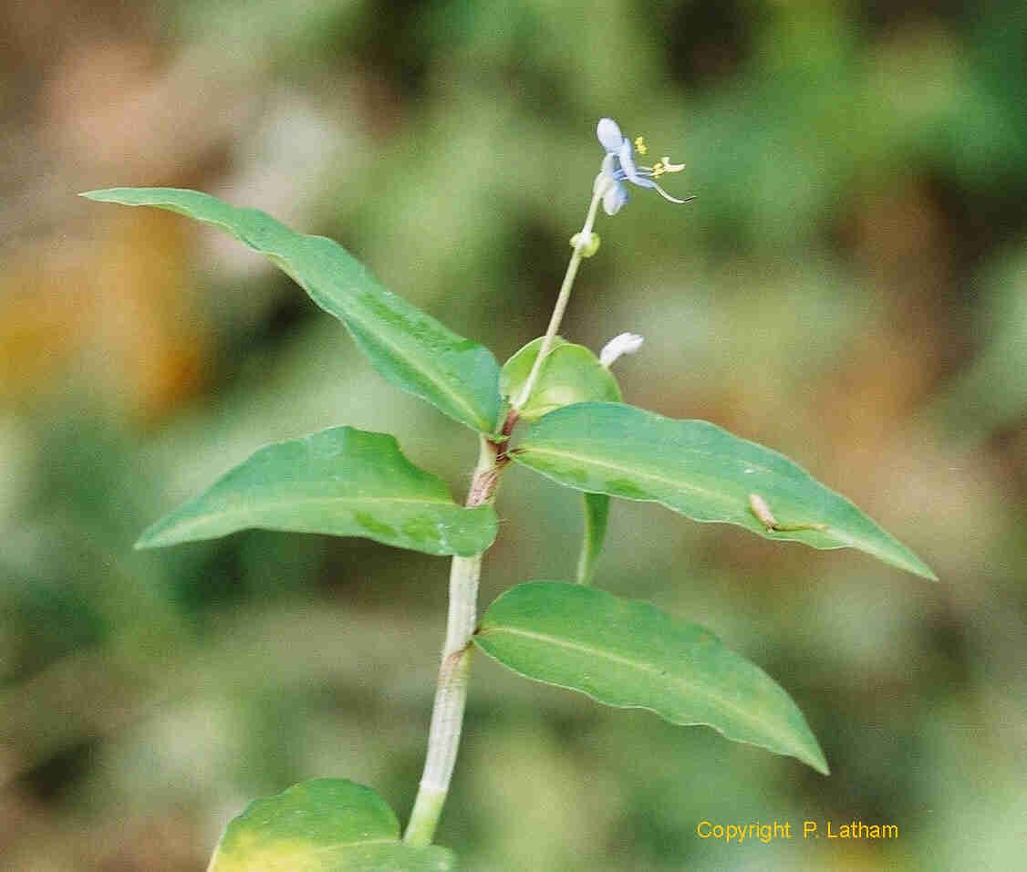 PLANT FAMILIES OF PUERTO RICO AND FLORIDA PAPO VIVES: COMMELINACEAE GÉNEROS
