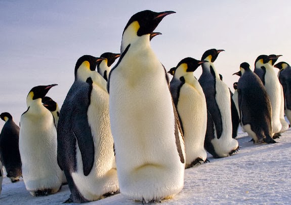 Penguin Huddles Observed to have Wave-like Movement | Fun Animals Wiki ...