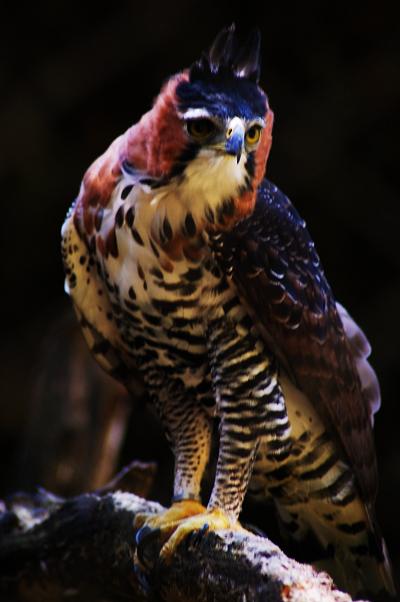 GAVIÃO - PRINCIPAIS ESPÉCIES DE GAVIÕES ENCONTRADOS NO BRASIL