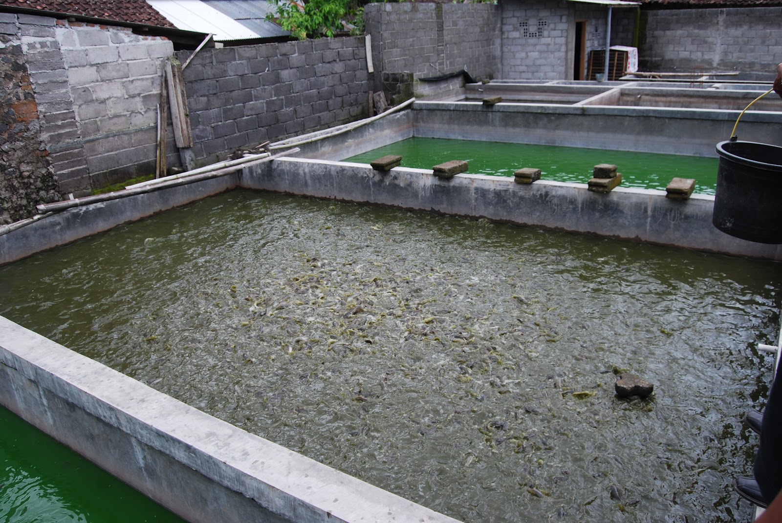 Budidaya ikan lele Phyton & Sangkuriang.: ANALISA USAHA