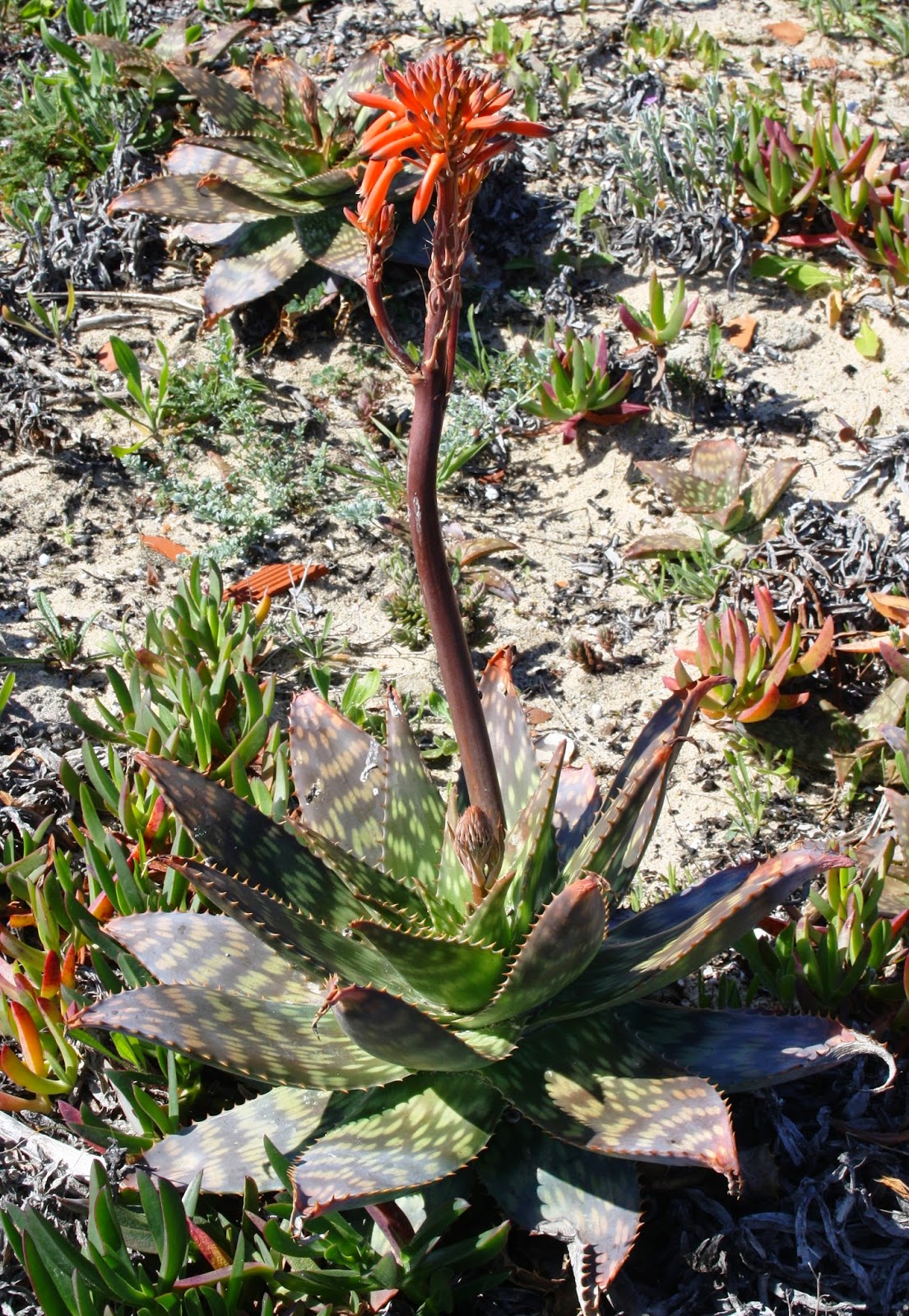 Plantas: Beleza e Diversidade: Aloe maculata