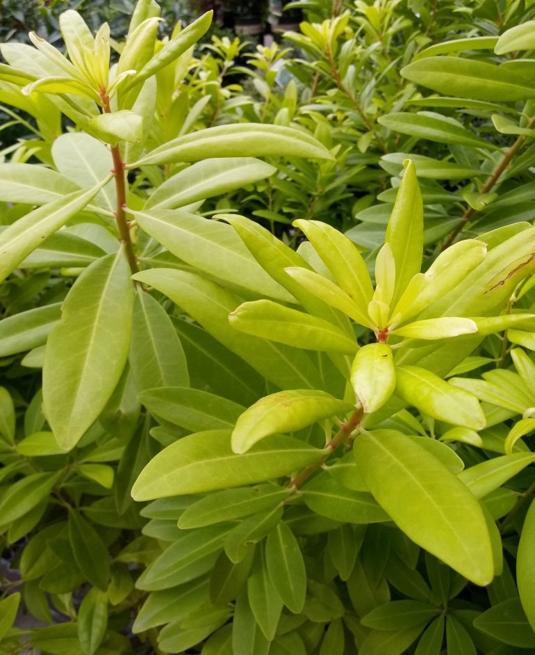 Future Plants by Randy Stewart: Illicium - Anise Tree