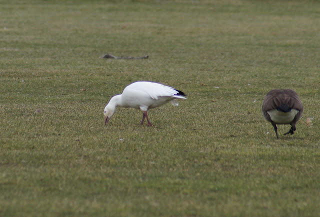 Things with Wings: Snow Goose and White-Winged Crossbills