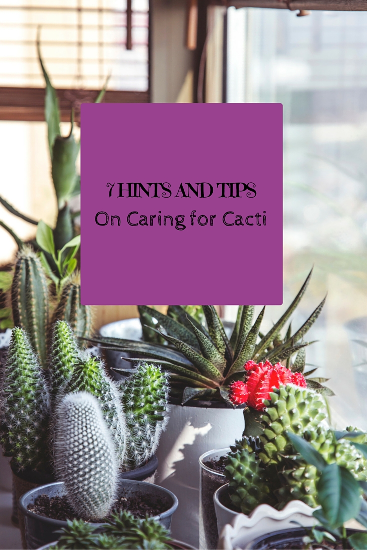 7 Hints and Tips on Caring for Cacti - Rachel Bustin