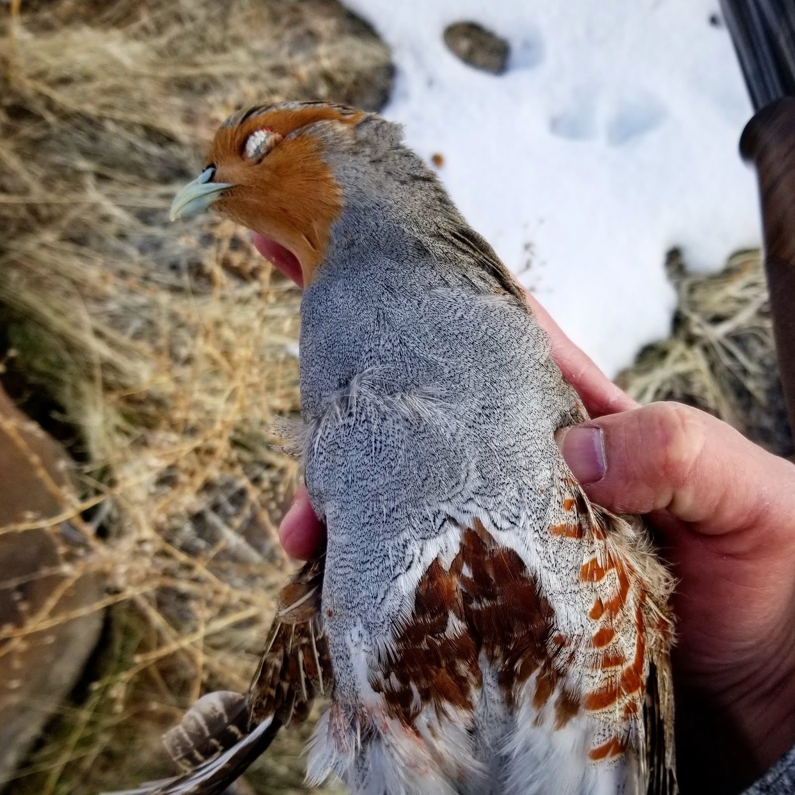 SETTER TALES AND MALLARD CURLS: 2019