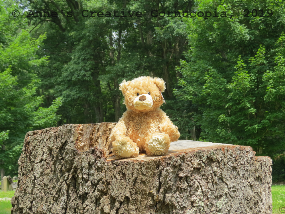 Anne's Creative Cornucopia: "T Stands For Teddy On Tree Stump" - Photograph