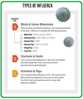 HEALTH, PERSONALITY AND LIFESTYLE: Types of Flu