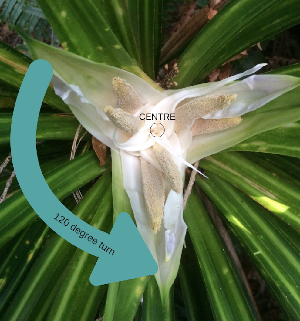 Explore and Discover Nature: Nature's Symmetry - a flower hunt