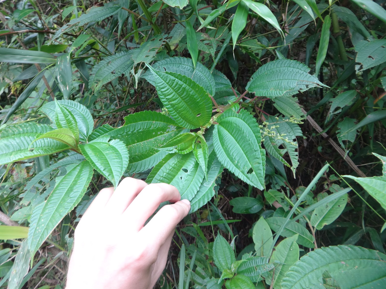 Herbs from Distant Lands: Pilea trinervia - Pohpohan