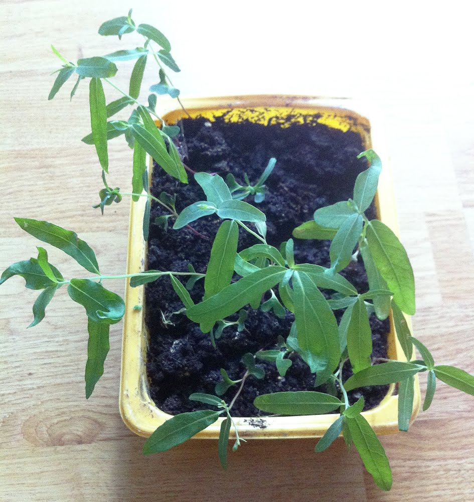 Viskas apie bonsai medelius: Rutulinis eukaliptas - Eucalyptus Globulus