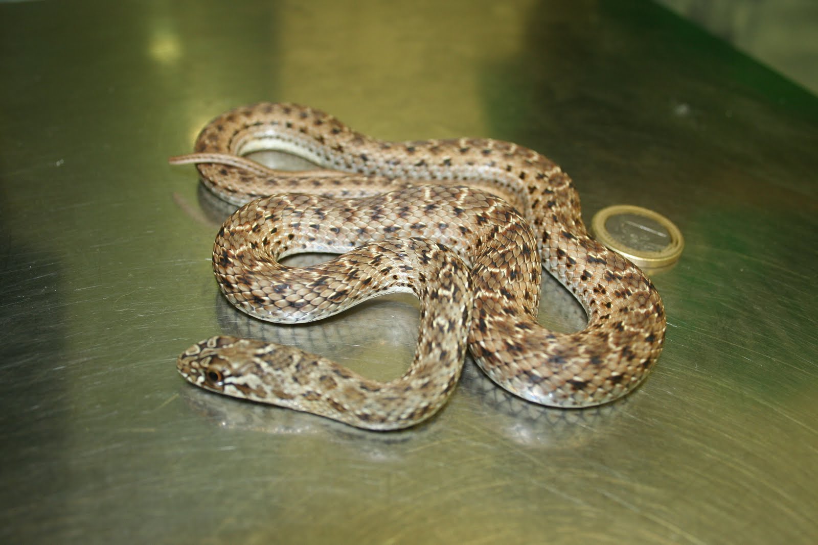 PROTECTORA D'ANIMALS VALLÈS NATURA: SERP VERDA