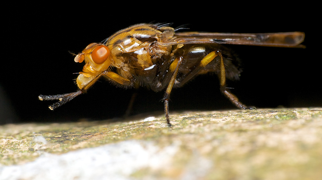 ムシをデザインしたのはダレ？: ベッコウバエ