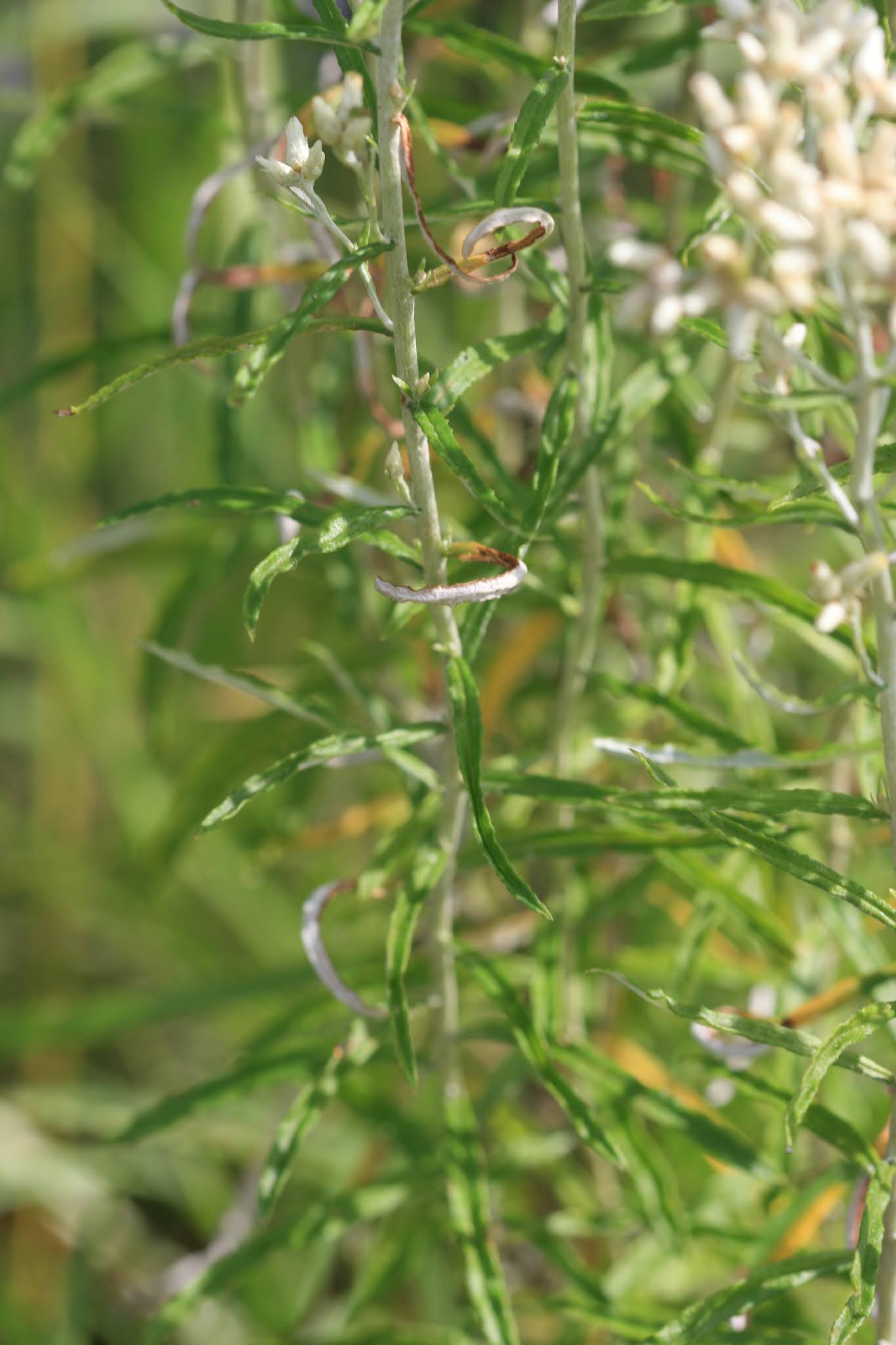 Native Florida Wildflowers: Sweet Everlasting - Pseudognapthalium ...
