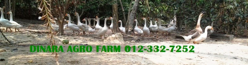 DINARA AGRO FARM: ANAK ANGSA MELAKA