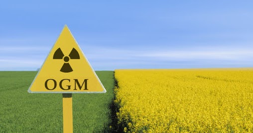 INRAA VEILLE SCIENTIFIQUE: Plantes génétiquement modifiées: Pour la ...