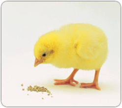 Imágenes del mundo animal: Pollitos