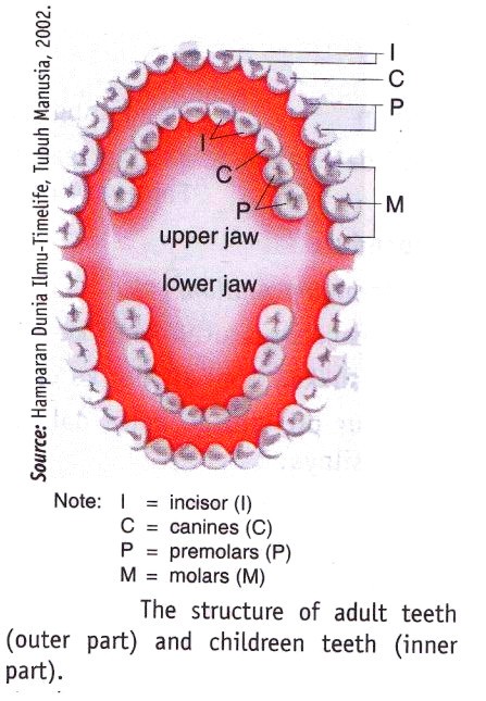 2013 Mouth, Pharymx, Throat, Stomach System In Human - New Science Biology