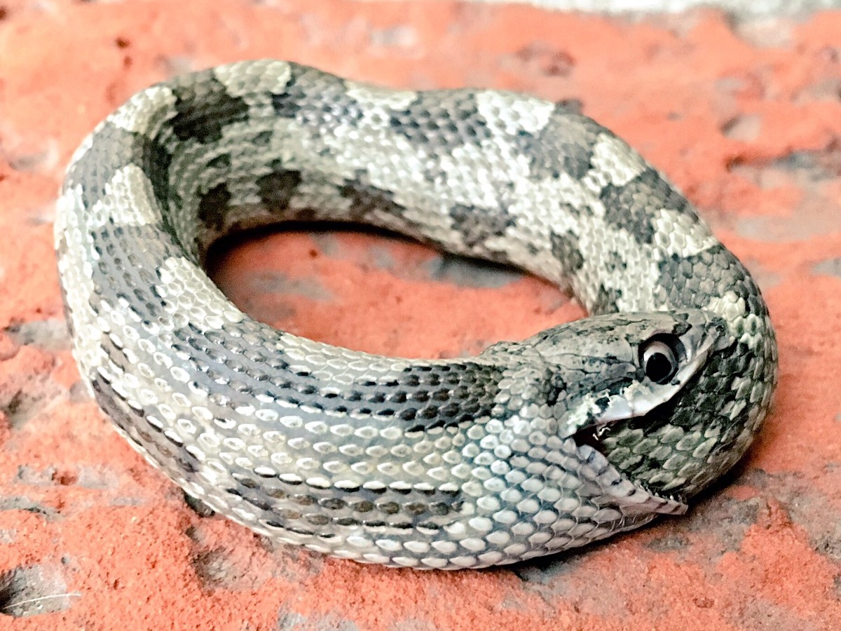 The meaning of life is?