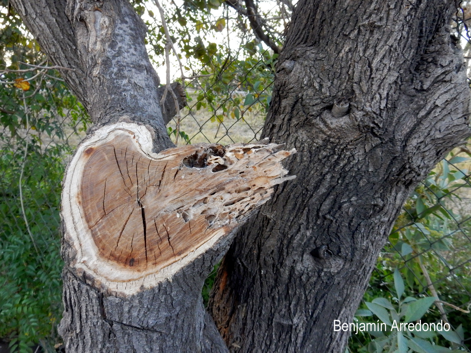El Bable: Tala urbana, tan nociva como todas las talas inmoderadas