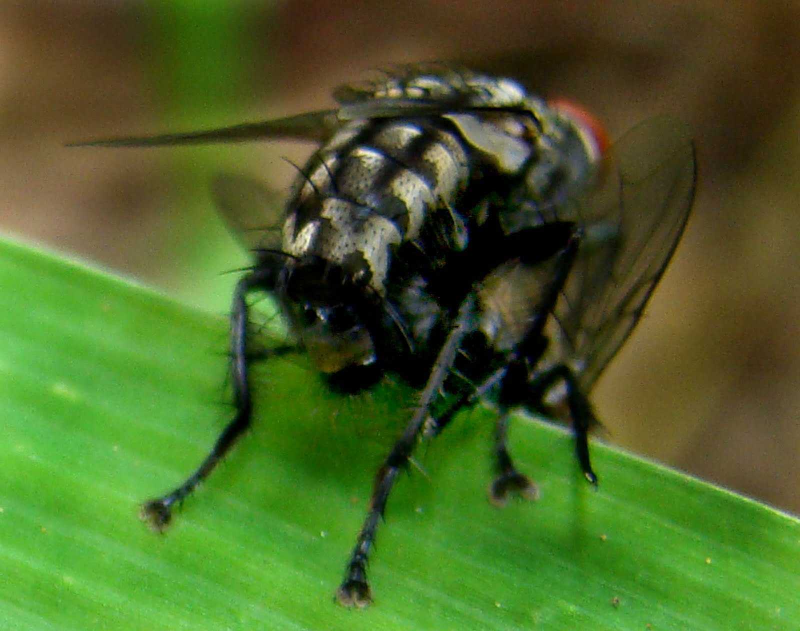 Insects of Kerala: MATING FLIES