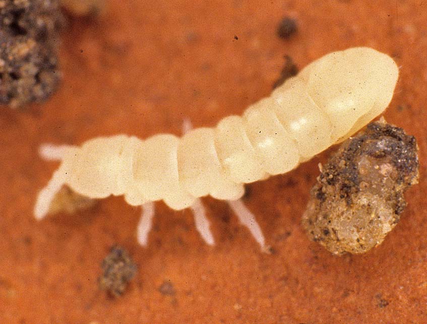 Beyond the Human Eye: Springtails